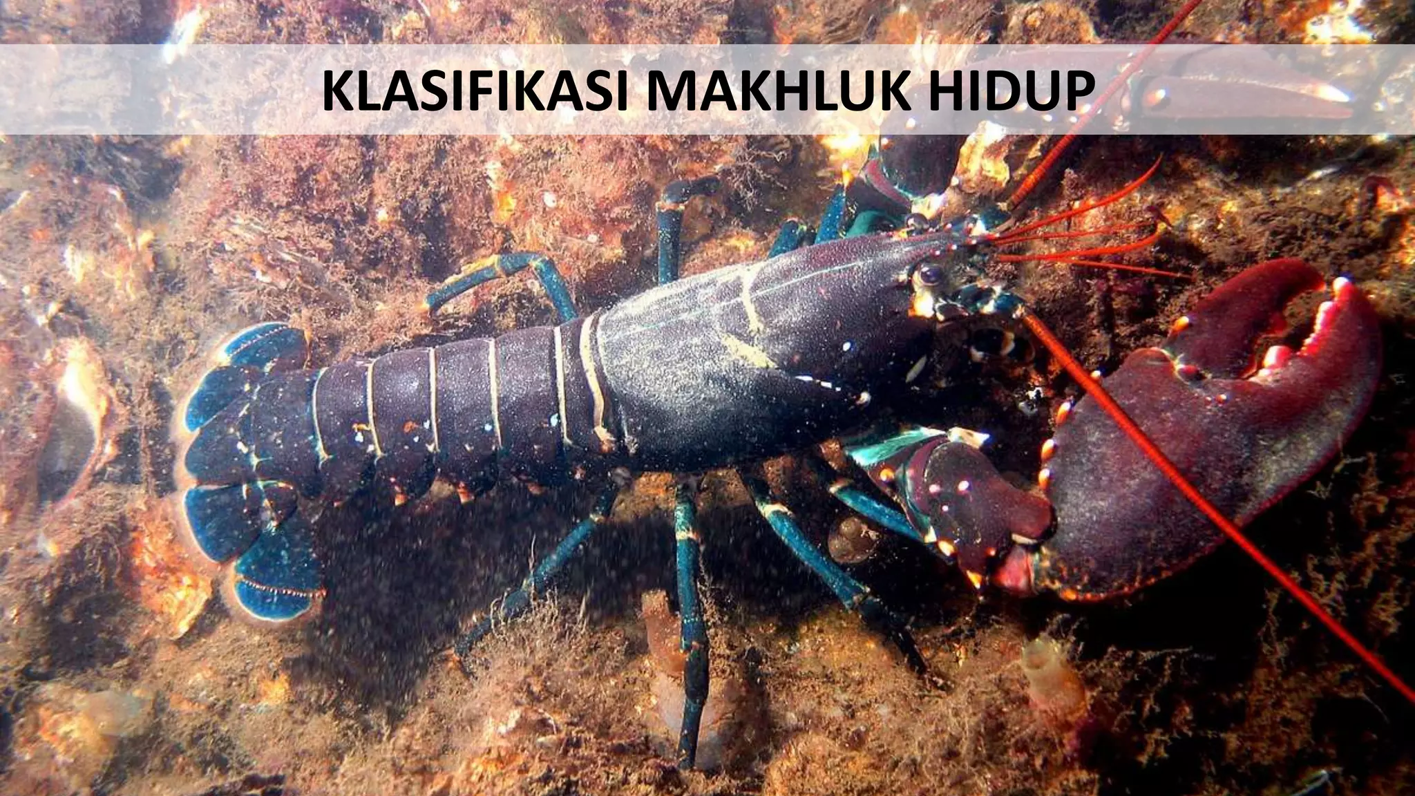 PPT-BAB-2-Klasifikasi-Makhluk-Hidup-Kelas-7-Kurikulum-2013.pptx.ppt