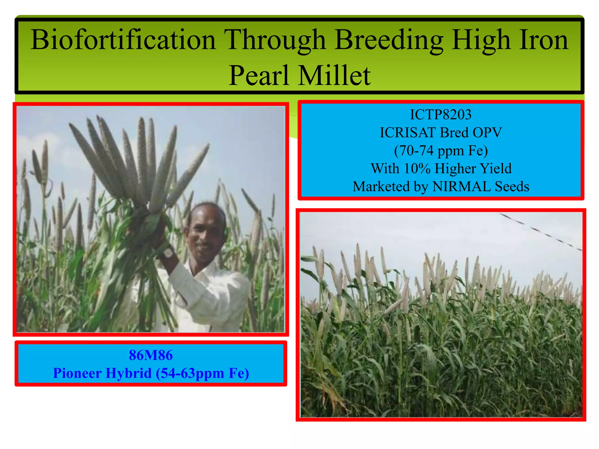 Breeding for biofortification in cereals. | PPTX