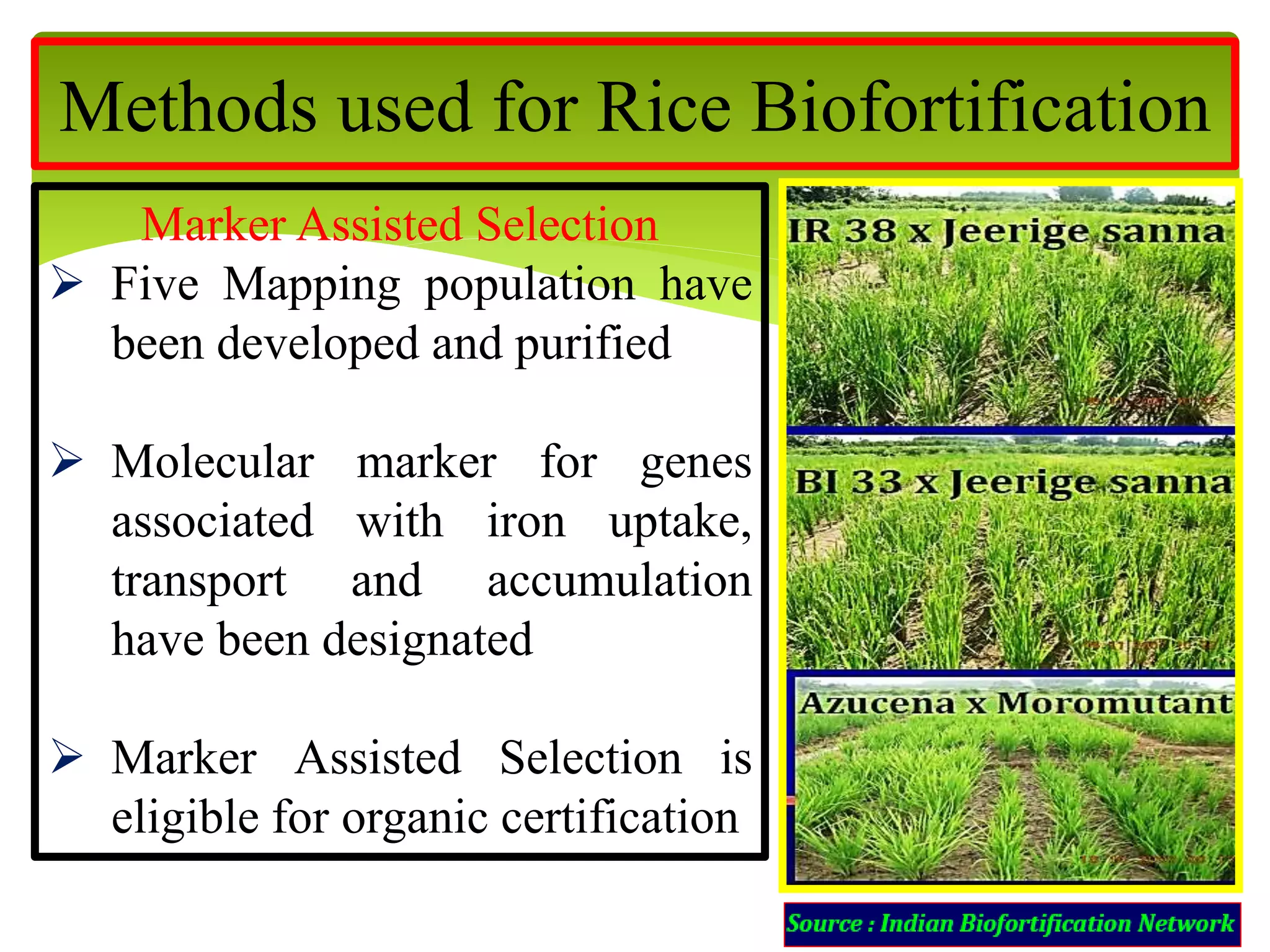 Breeding for biofortification in cereals. | PPTX