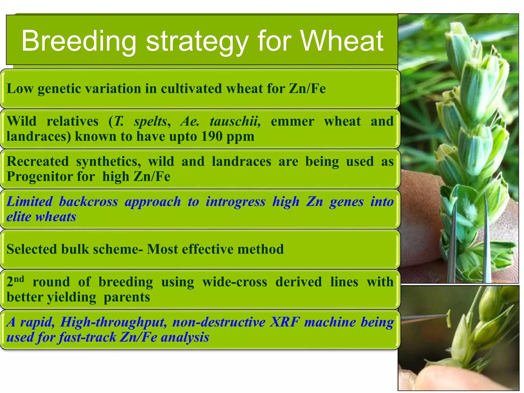 Breeding for biofortification in cereals. | PPTX
