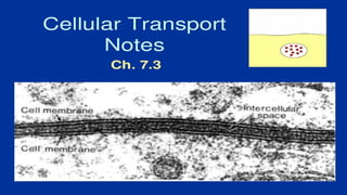 Ppt-Cell-Transport.pptx HIGH SCHOOL GRADE TWELVE TWELVE GRADE | PPTX