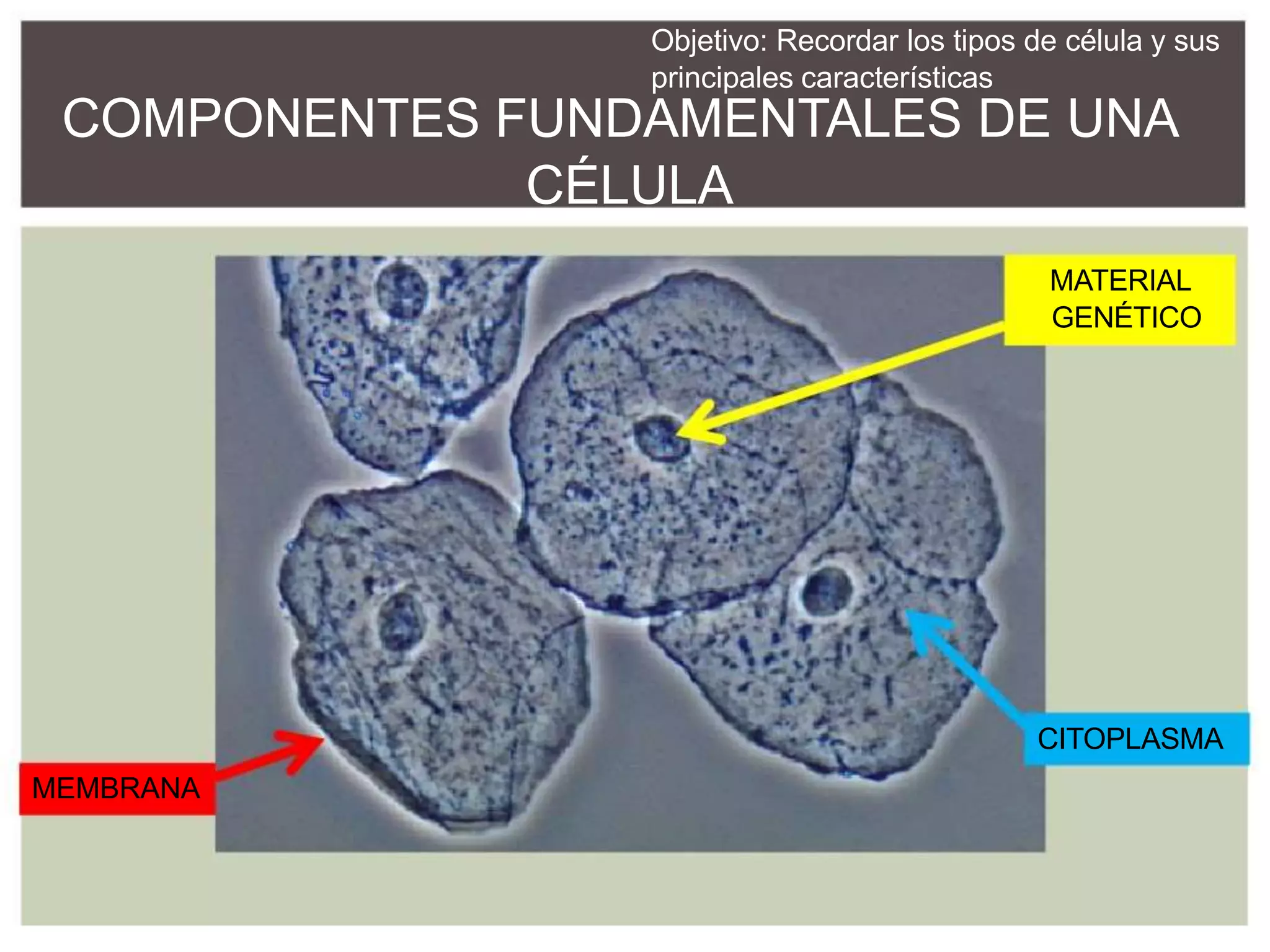 PPT-Ciencias-SEPTIMO-BÁSICO-semana-16-Tipos-de-celula (3).pptx