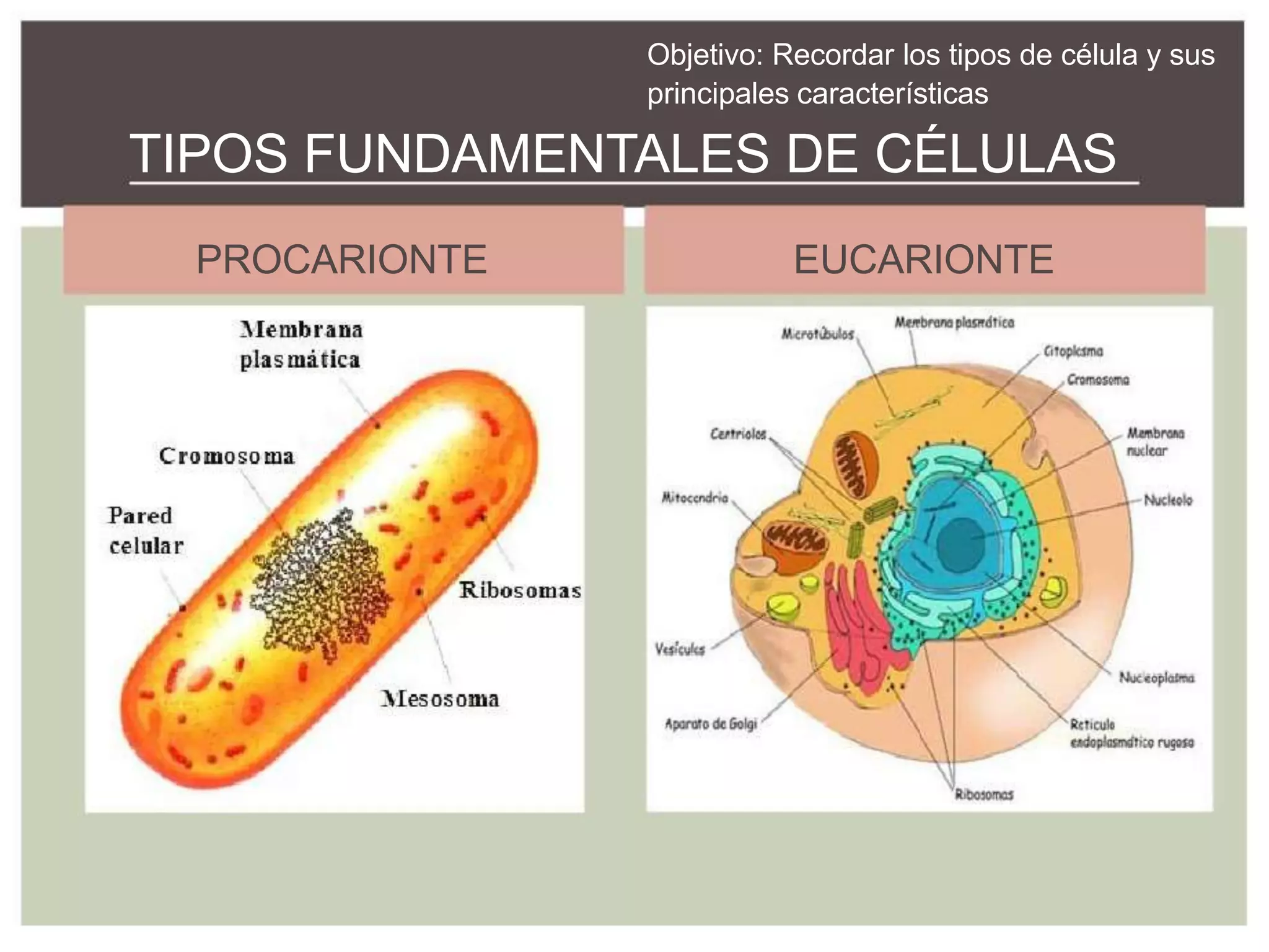 PPT-Ciencias-SEPTIMO-BÁSICO-semana-16-Tipos-de-celula (3).pptx
