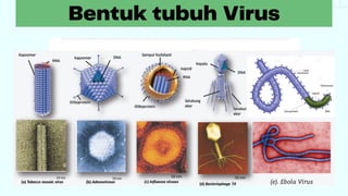 PPT - Ciri-ciri, struktur, dan bentuk Virus.pdf