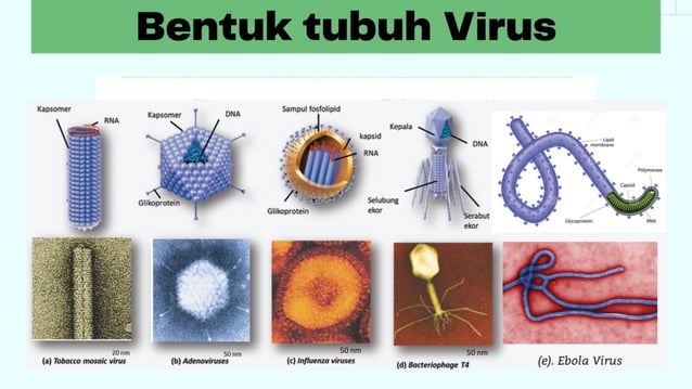 PPT - Ciri-ciri, struktur, dan bentuk Virus.pdf