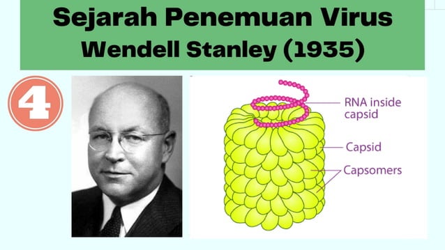 PPT - Ciri-ciri, struktur, dan bentuk Virus.pdf