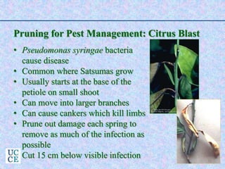 Citrus Pruning: How? (Fake, 2012) | PPTX