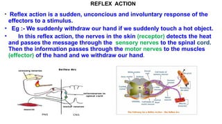 PPT-Control and co ordination CLASS X.pptx