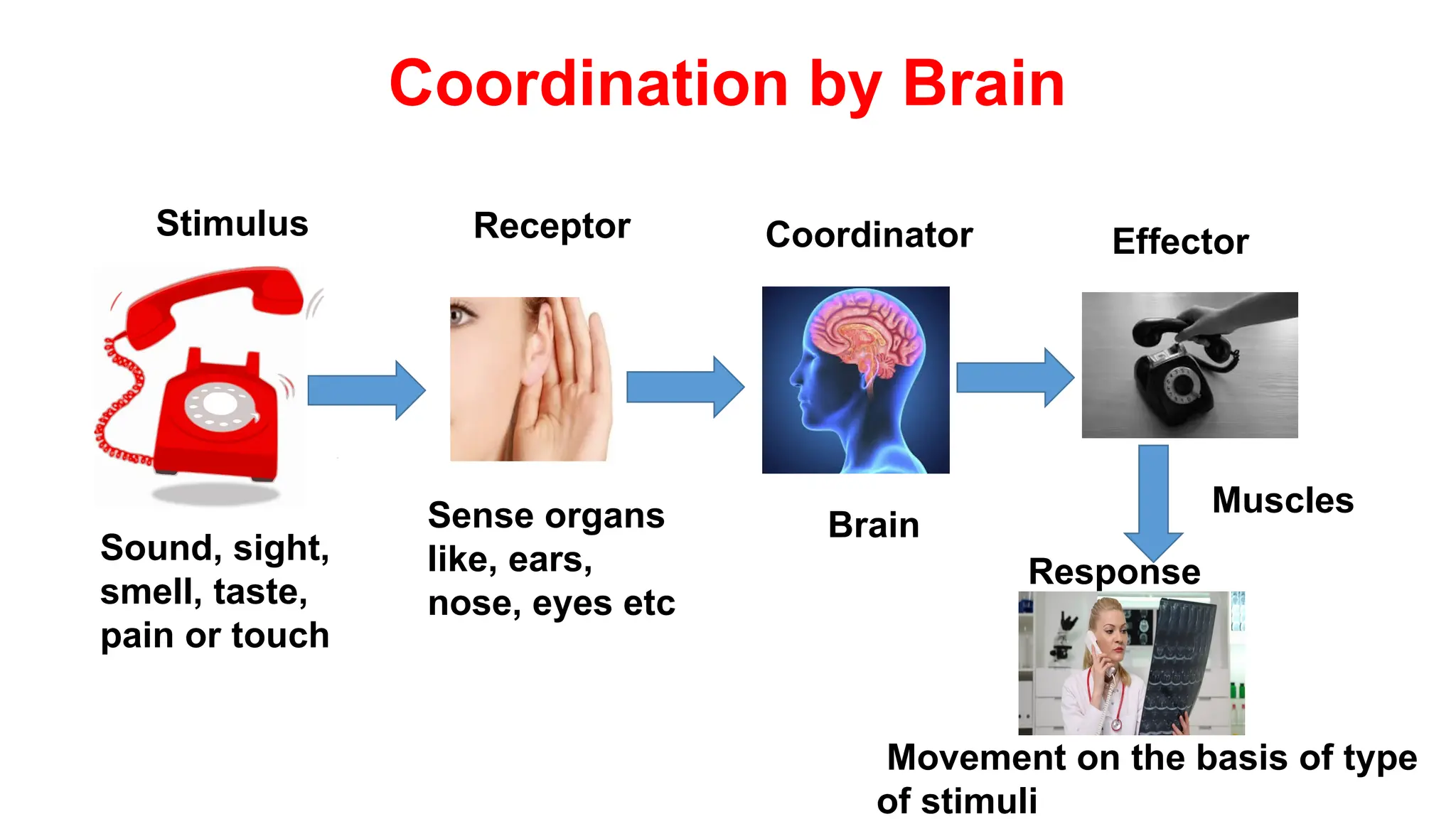 PPT-Control+and+co+ordination+CLASS+X.pptx
