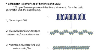 Chromatin Structure and Function | PPTX