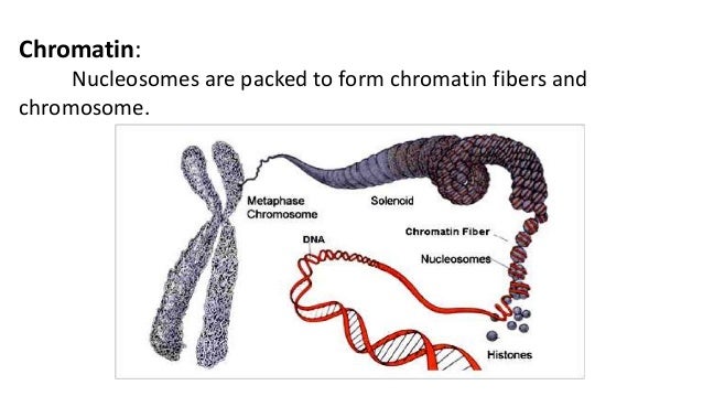 Chromatin Structure and Function