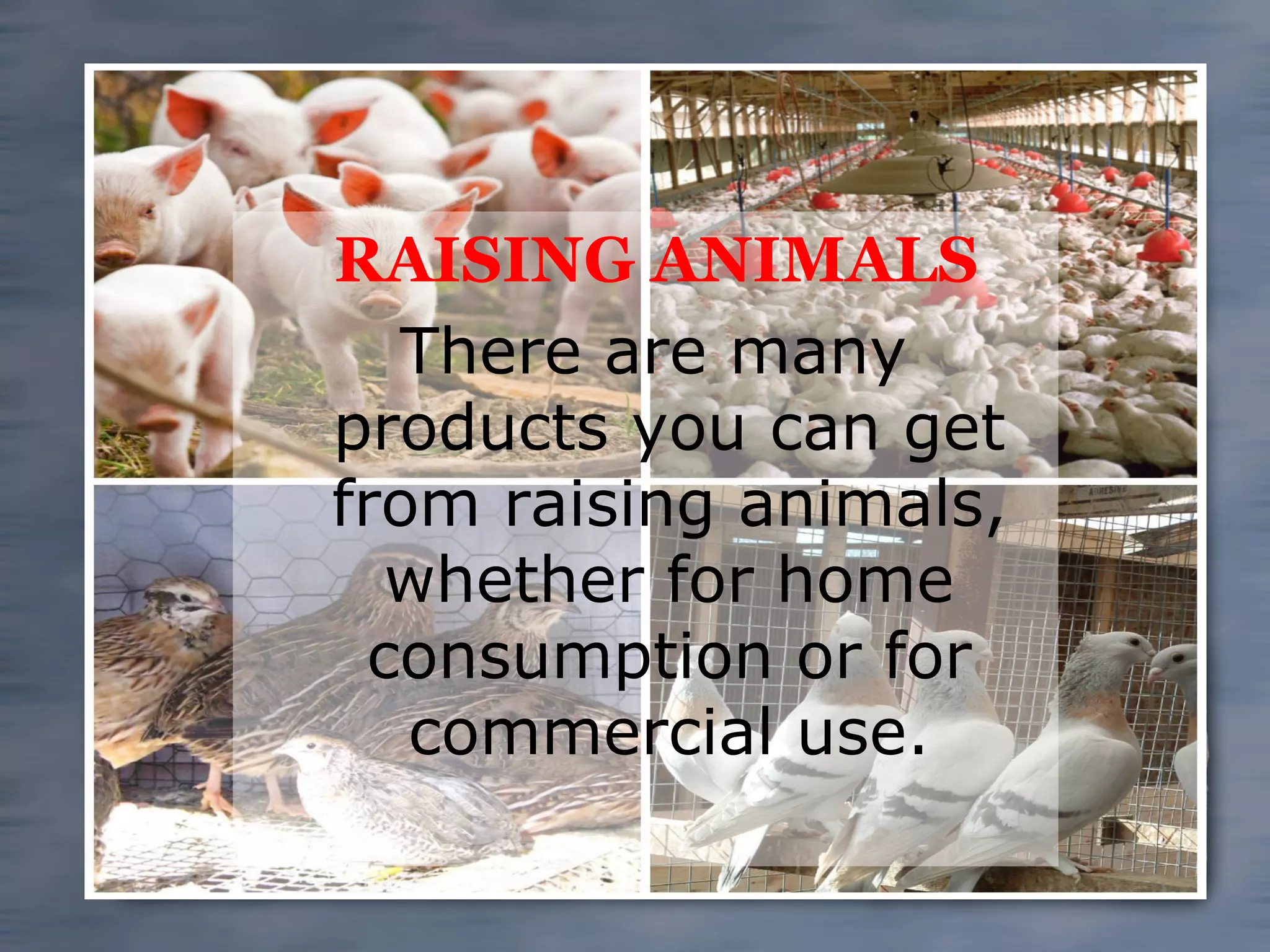 raising animals | PPT