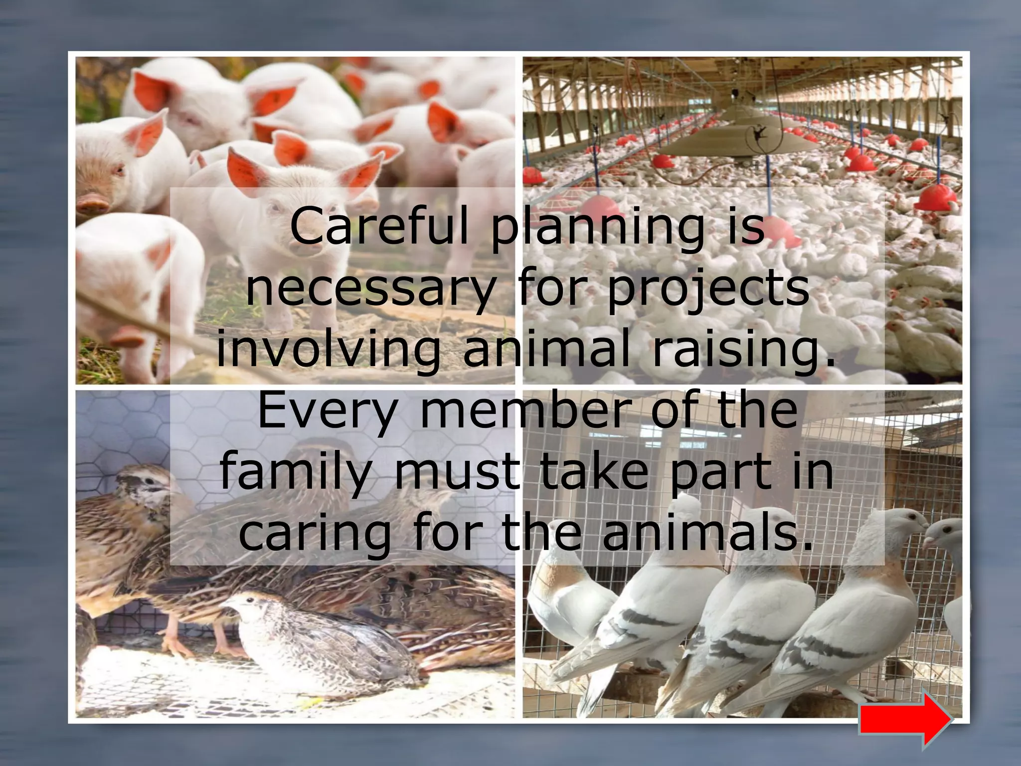 raising animals | PPT