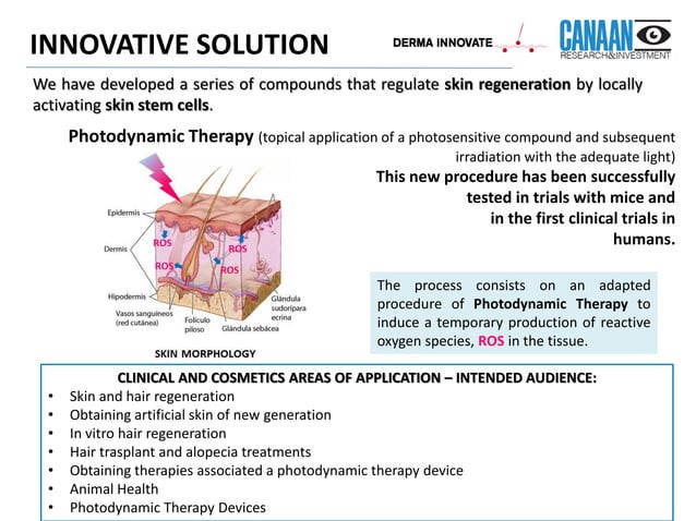 Ppt DERMA ENGLISH | PDF | Skin and Dermatology | Diseases and Conditions