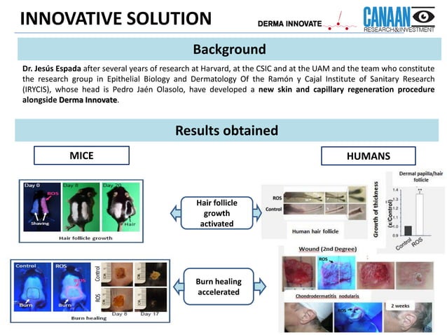 Ppt DERMA ENGLISH | PDF | Skin and Dermatology | Diseases and Conditions