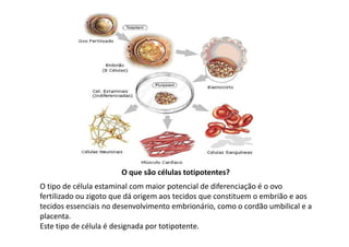 Ppt -diferenciacao_celular | PDF