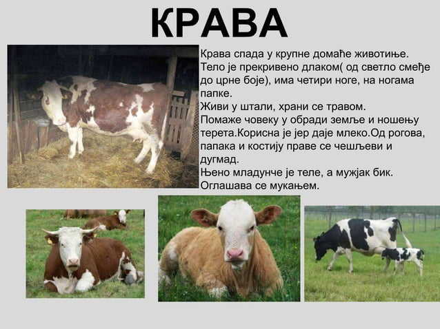 Ppt domace zivotinje | PPT