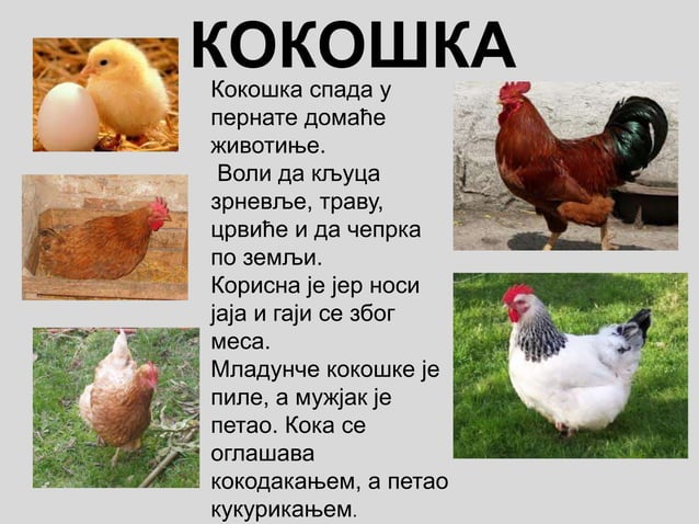 Ppt domace zivotinje | PPT