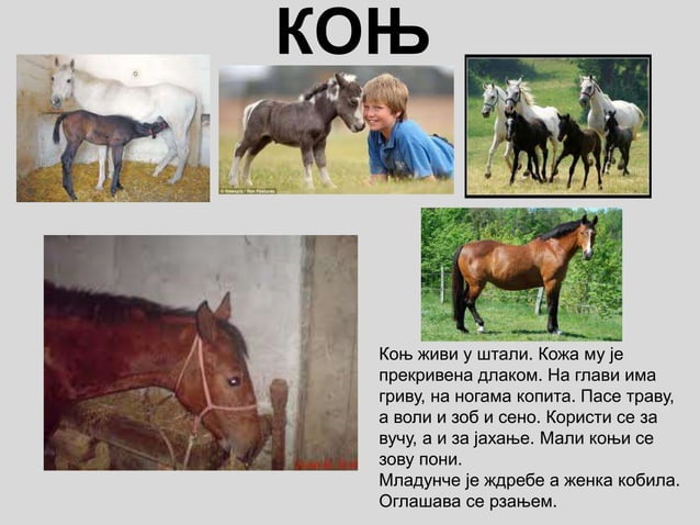 Ppt domace zivotinje | PPT