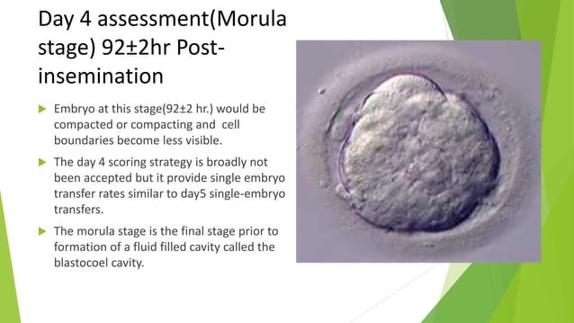 PPT-Embryo grading and ART Summary.pptx | Pregnancy | Reproductive Health