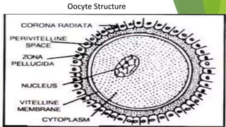 PPT-Embryo grading and ART Summary.pptx