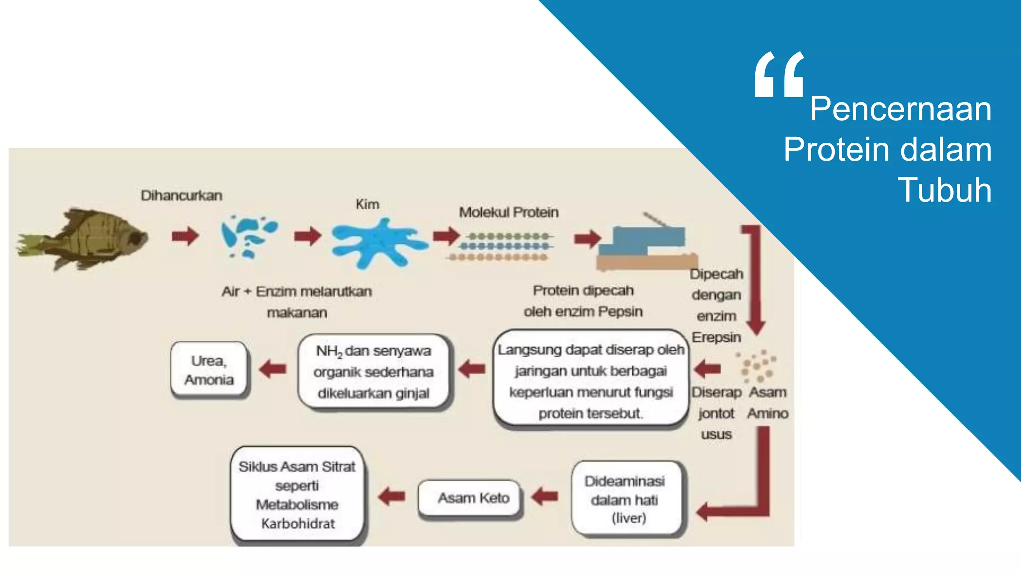 PPT-Energi-dalam-Sistem-Kehidupan.pptx