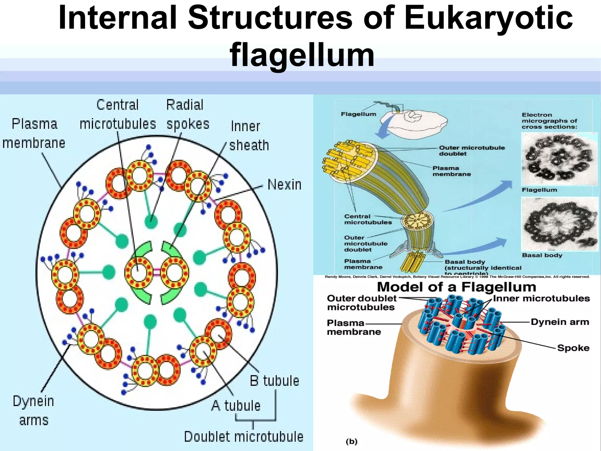 Ppt flagella seminar | PPT