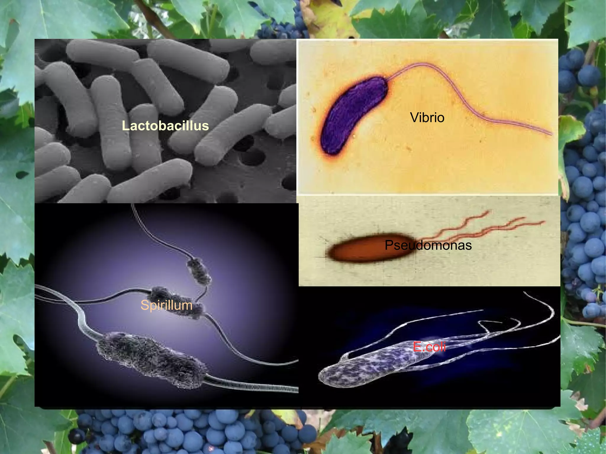 Ppt flagella seminar | PPT