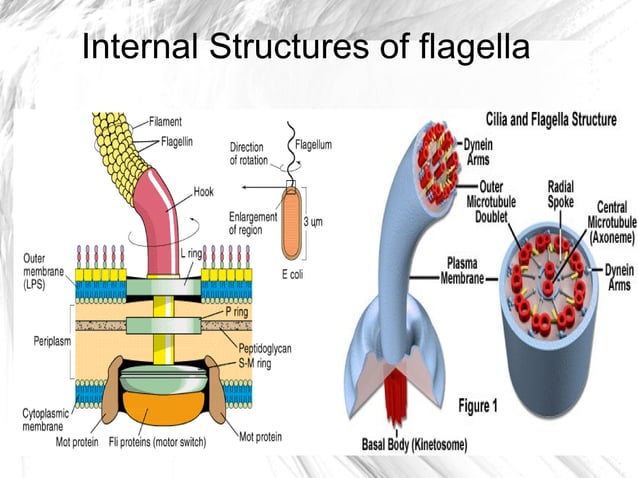 Ppt flagella seminar | PPT
