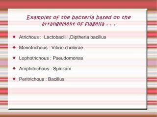 Ppt flagella seminar | ODP