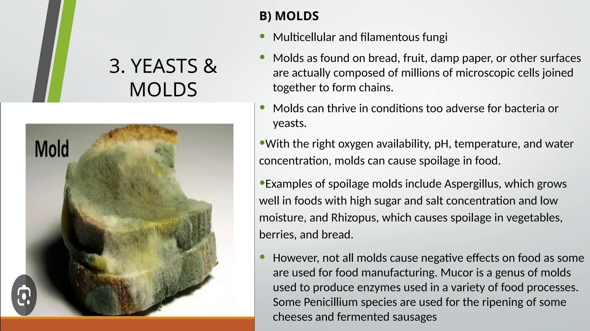 PPT - FOOD MICROBIOLOGY.pptx (Food Quality and Safety) | PPTX