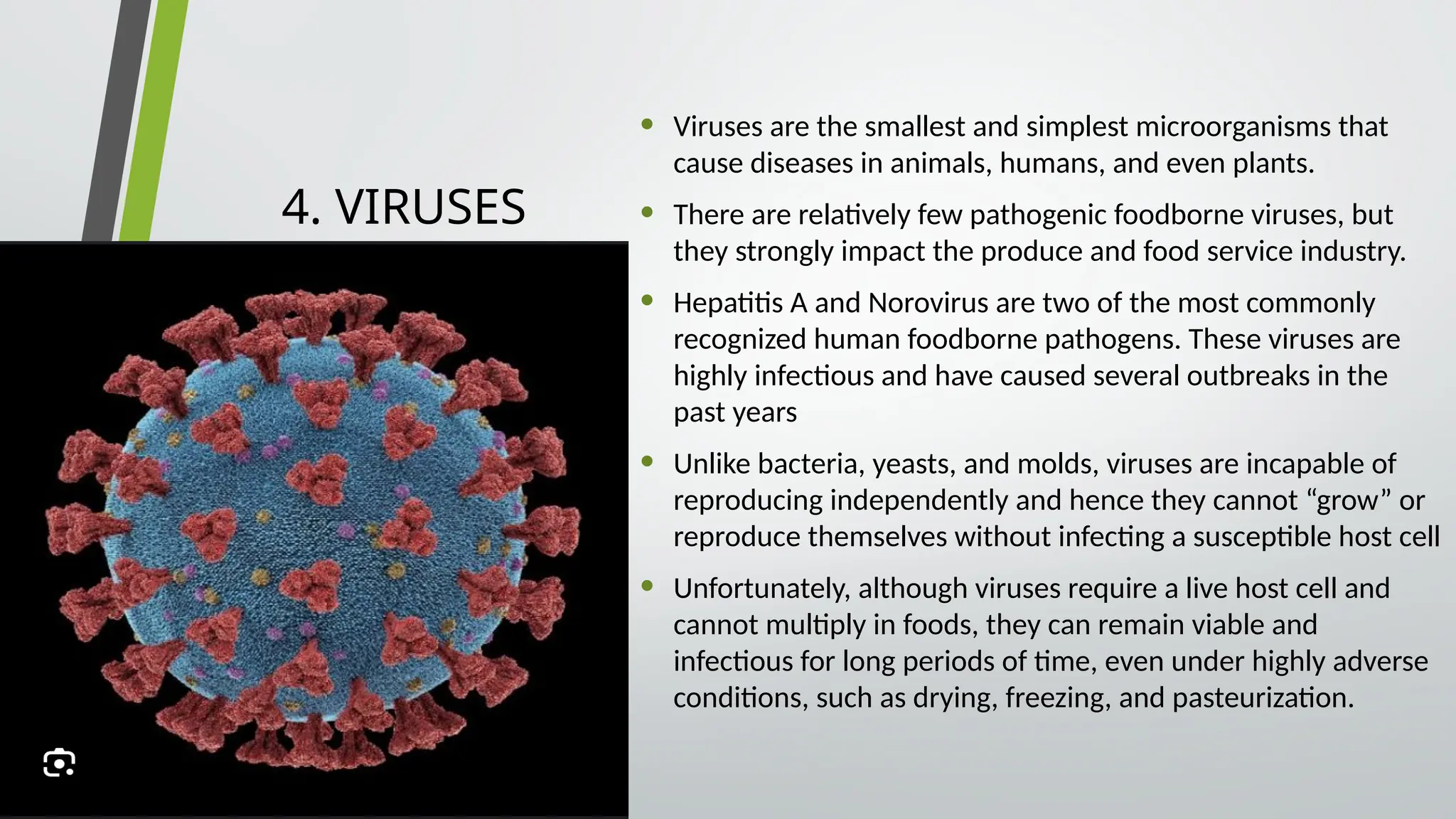 PPT - FOOD MICROBIOLOGY.pptx (Food Quality and Safety) | PPTX