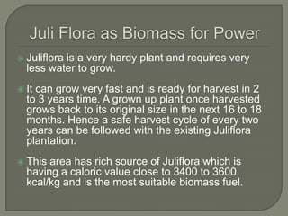 Juli Flora as Biomass for Green Energy | PPTX