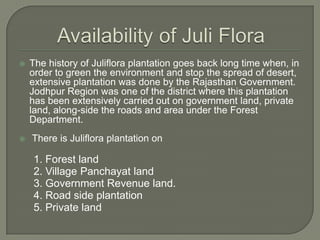 Juli Flora as Biomass for Green Energy | PPTX