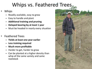 Ppt fruit-apple-pruning-training-hoying-cornell-2014-eng | PPT