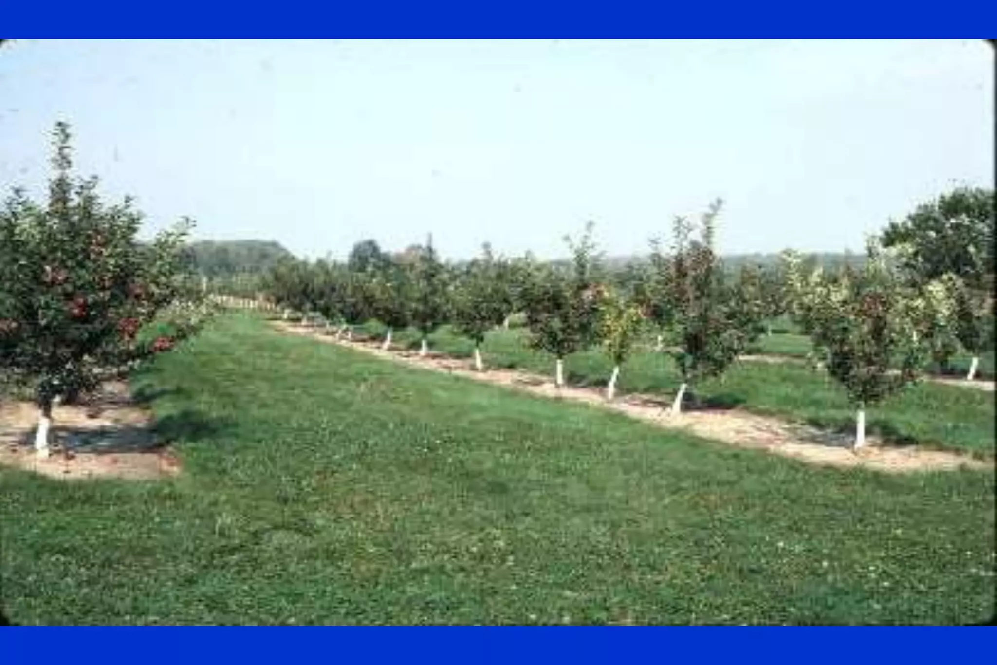 Ppt fruit-apple-tree-orchard-systems-robinson-cornell-2014-eng | PDF