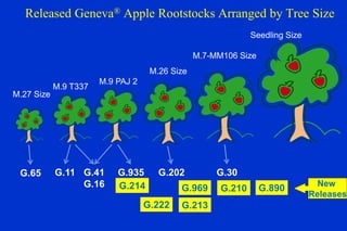 Ppt fruit-apple-tree-orchard-systems-robinson-cornell-2014-eng | PDF