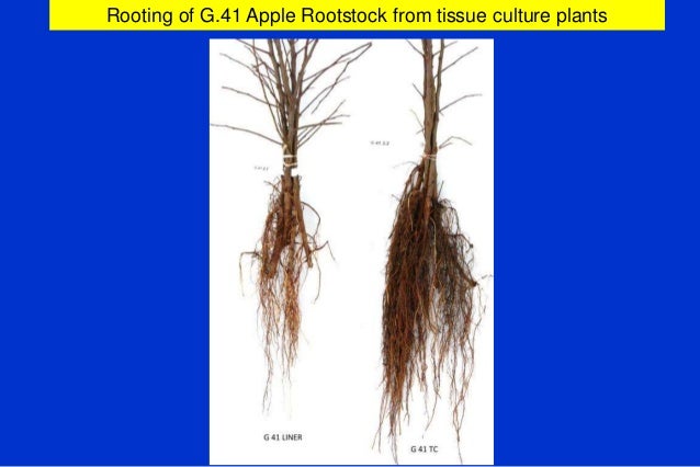 Ppt fruit-apple-tree-orchard-systems-robinson-cornell-2014-eng