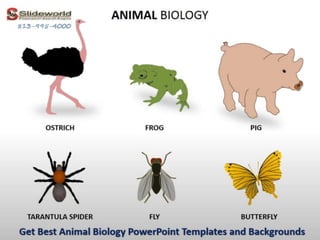 get best animal biology power point templates and backgrounds | PPT