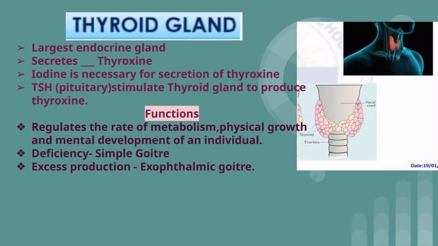 PPT- Endocrine Glands Science Grade 8.pptx