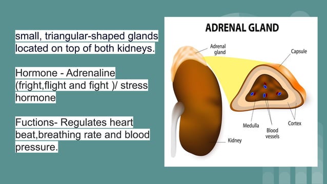 PPT- Endocrine Glands Science Grade 8.pptx