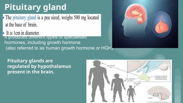 PPT- Endocrine Glands Science Grade 8.pptx