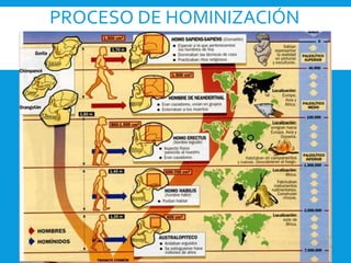 Ppt hominizacion-7mo | PDF