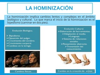 Ppt hominizacion-7mo | PDF