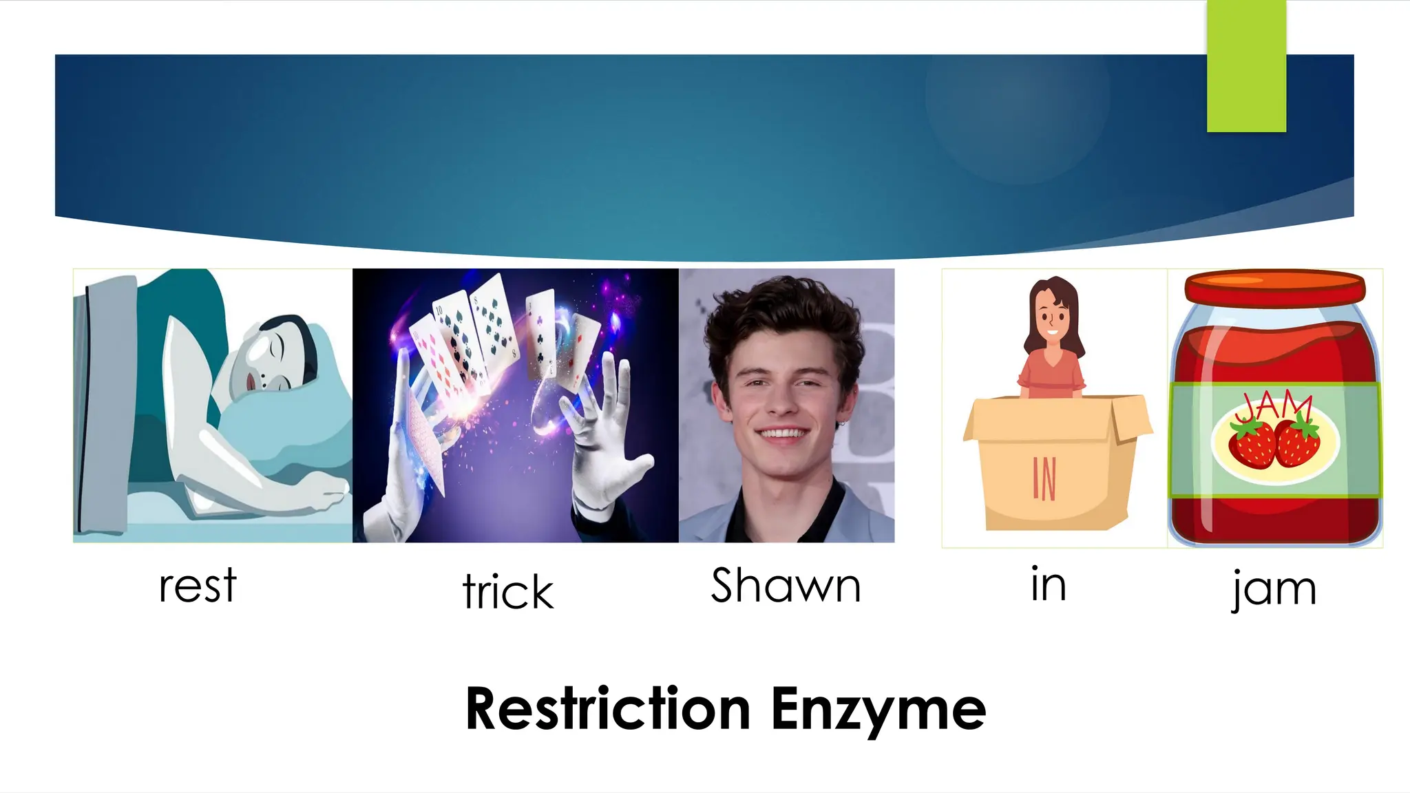 PPT - Homologous vs. Analogous structure | PPTX