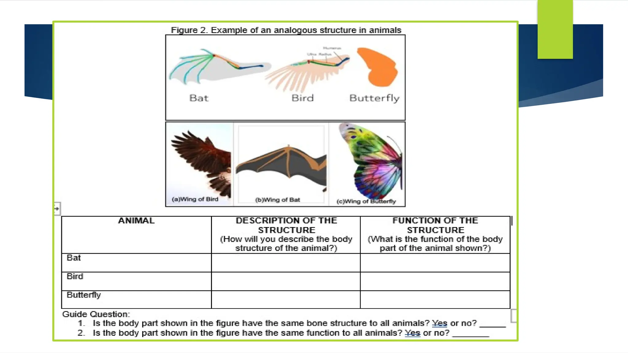 PPT - Homologous vs. Analogous structure | PPTX