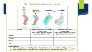 PPT - Homologous vs. Analogous structure | PPTX