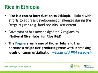 Importance of the rice sector in ethiopia | PPTX