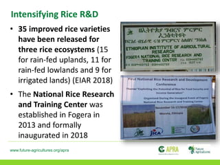 Importance of the rice sector in ethiopia | PPTX
