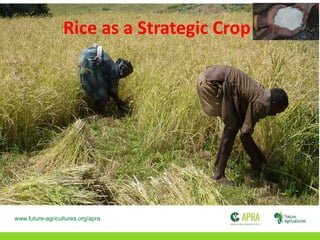 Importance of the rice sector in ethiopia | PPTX